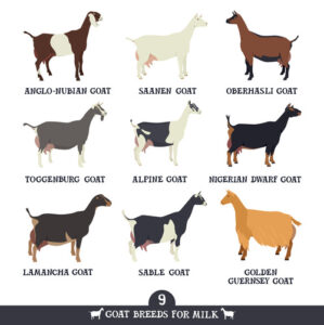 Comparing Milk from Different Dairy Goat Breeds - Goat Journal